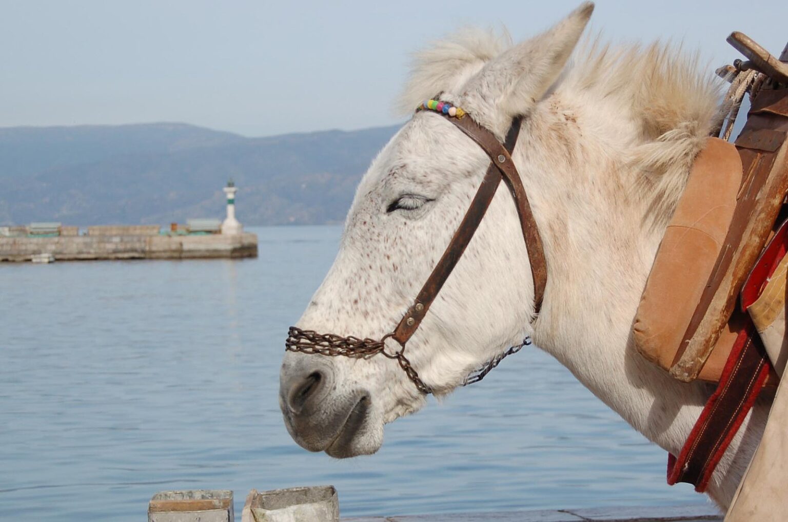 No sean como un caballo o una mula - Quaker.org